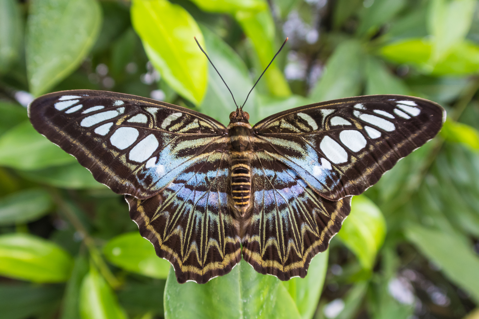 Alter Falter Foto & Bild | münchen, natur, zoo Bilder auf fotocommunity