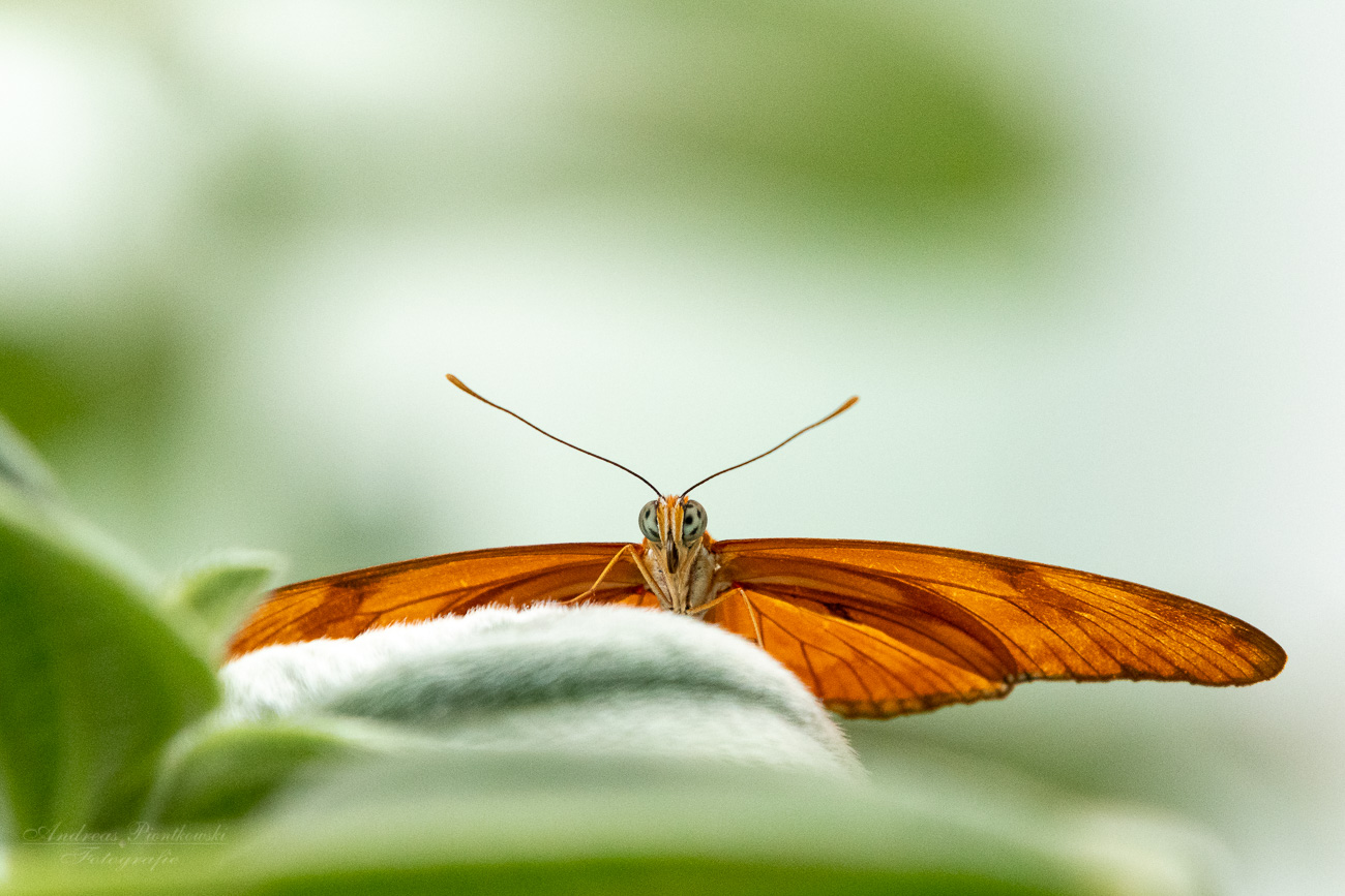 * alter Falter * Foto & Bild | tiere, wildlife, schmetterlinge Bilder ...