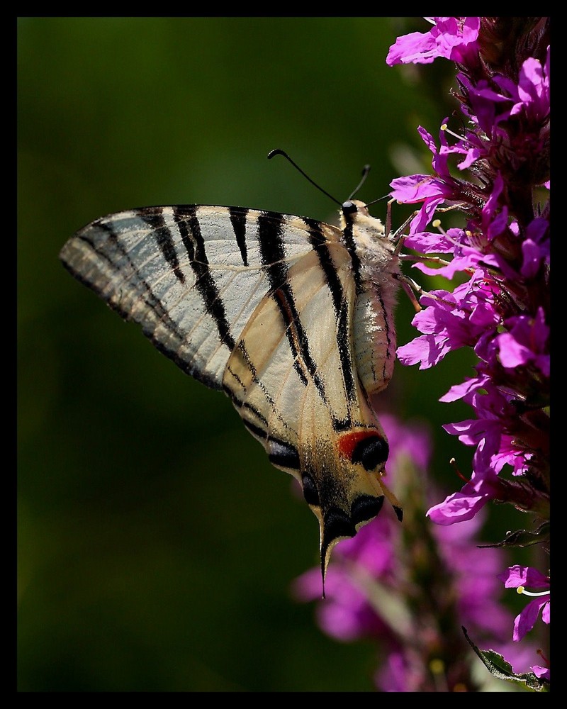 alter Falter - schöner Falter Foto & Bild | tiere, wildlife ...