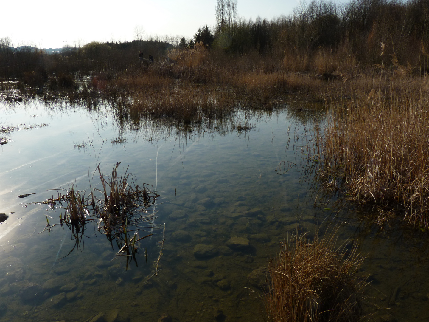 Alter Flugplatz Bonames Foto & Bild | landschaft, lebensräume, natur ...