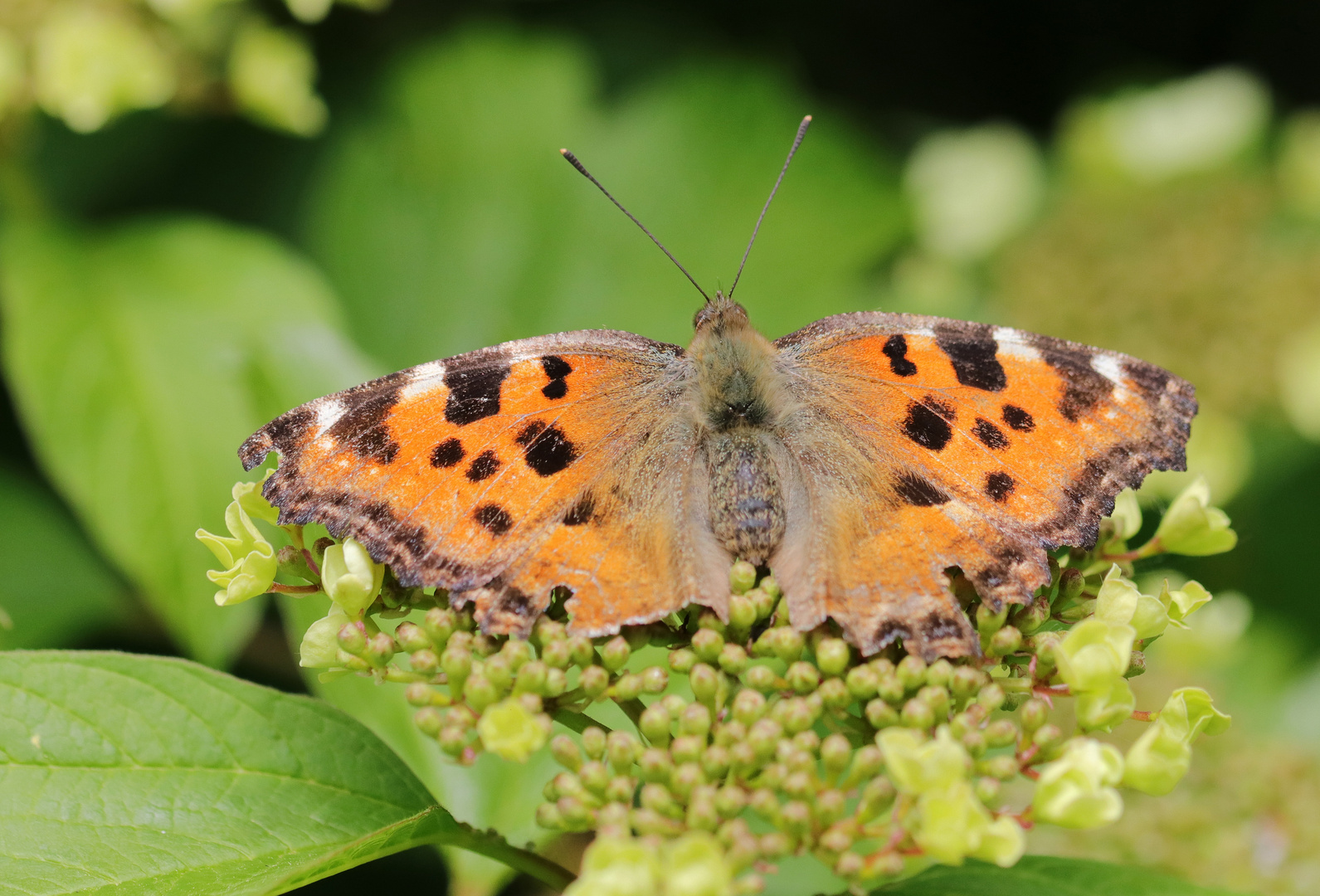 Alter Fuchs Foto & Bild | tiere, wildlife, schmetterlinge Bilder auf ...