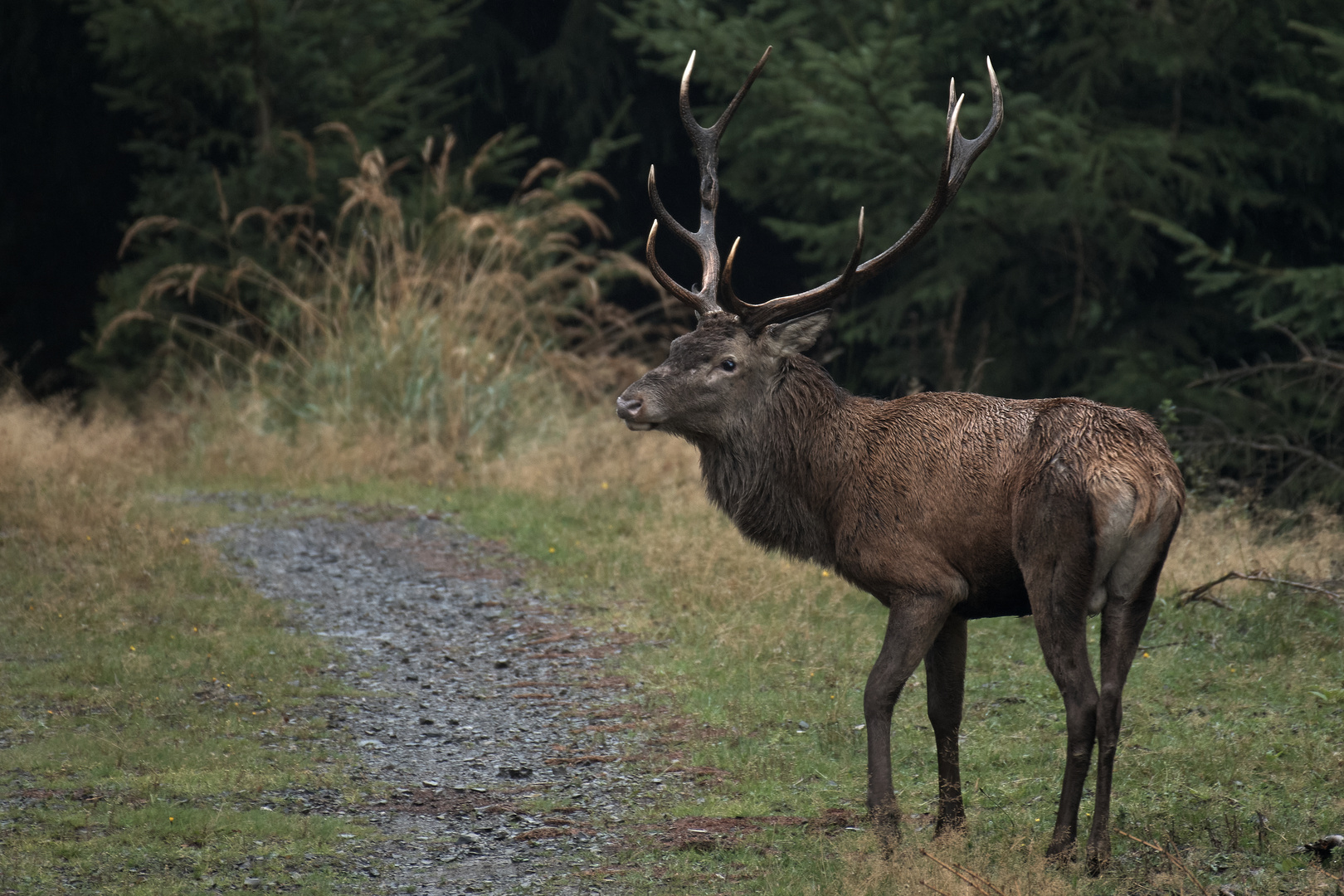 Alter Hirsch Foto & Bild | natur, tiere, wildlife Bilder auf fotocommunity