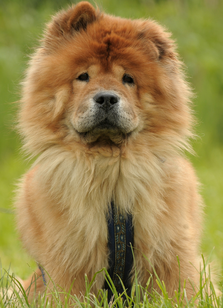 Alter Hund ... na und? Foto & Bild | tiere, haustiere, hunde Bilder auf ...