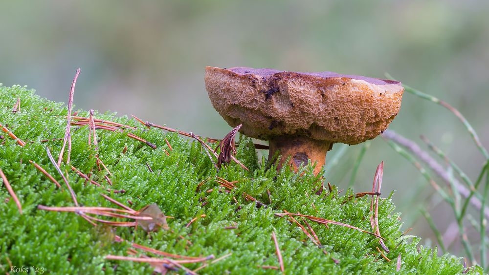 Alter Kamerad Foto & Bild | pflanzen, pilze & flechten, pilze & flechten, jahreszeiten Bilder ...