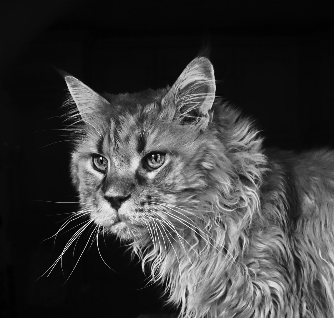 Alter Kater Foto & Bild | projekte, 5 - schwarzweißer freitag ...