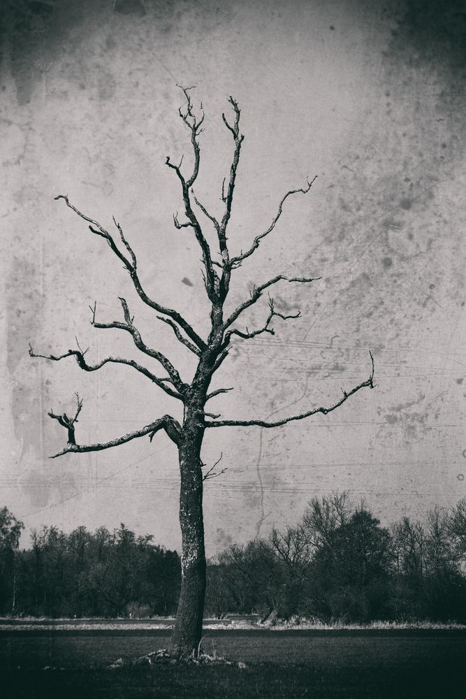 Alter Knabe Foto & Bild | monochrom, outdoor, baum Bilder auf fotocommunity