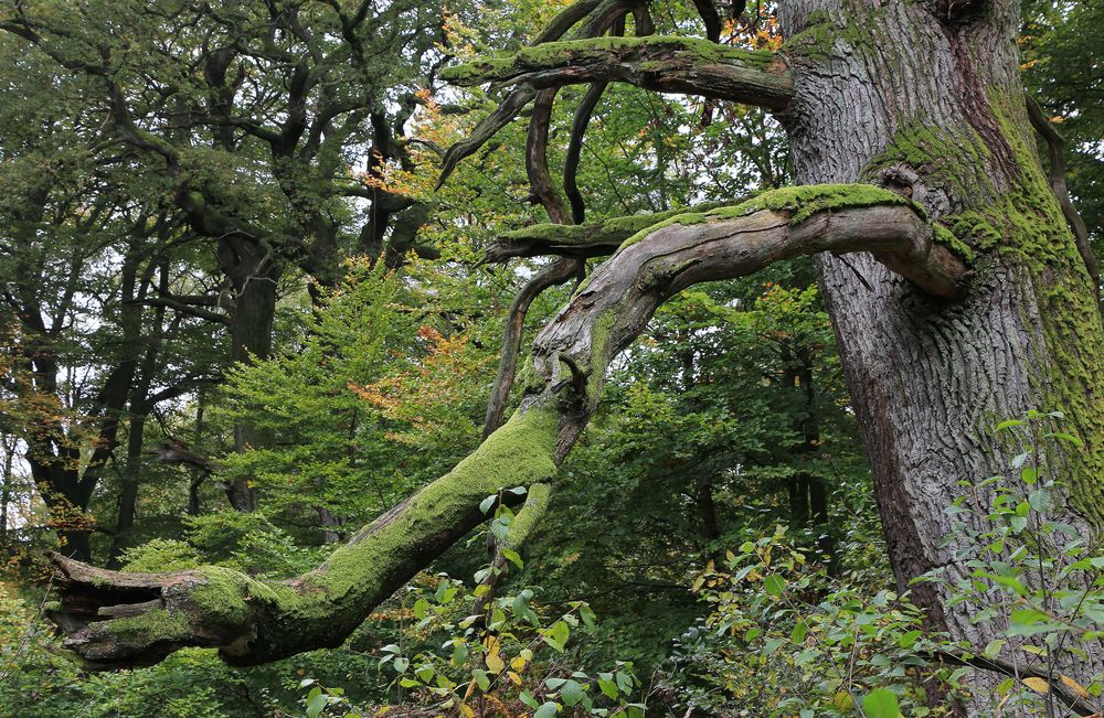 alter knorriger ast Foto & Bild | pflanzen, pilze & flechten, bäume ...