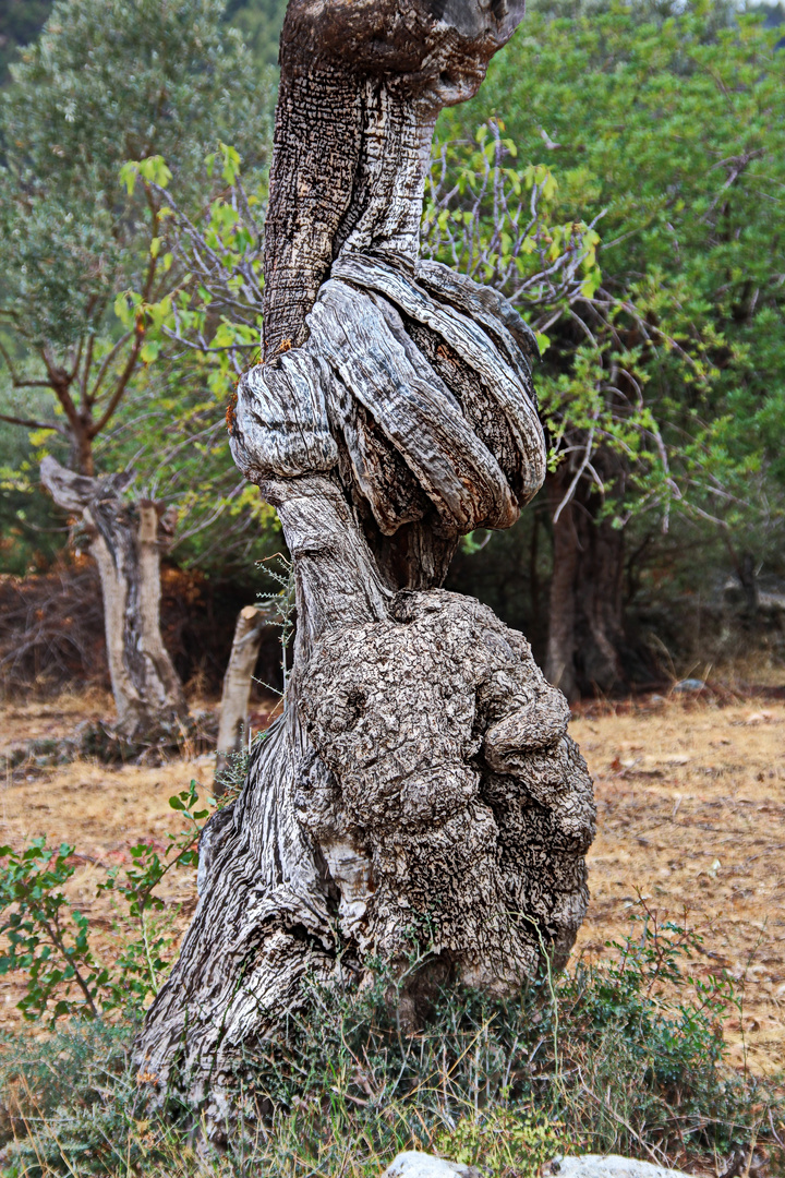 alter Olivenbaum Foto & Bild | natur, sonstiges Bilder auf fotocommunity