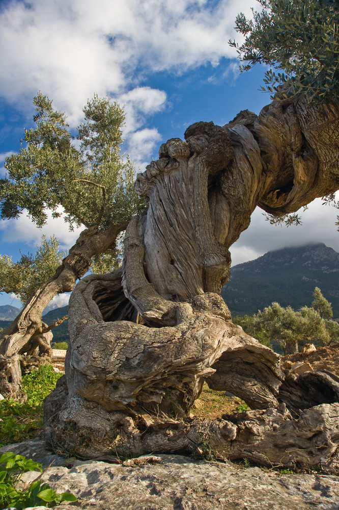 Alter Olivenbaum Foto & Bild | pflanzen, pilze & flechten, bäume ...