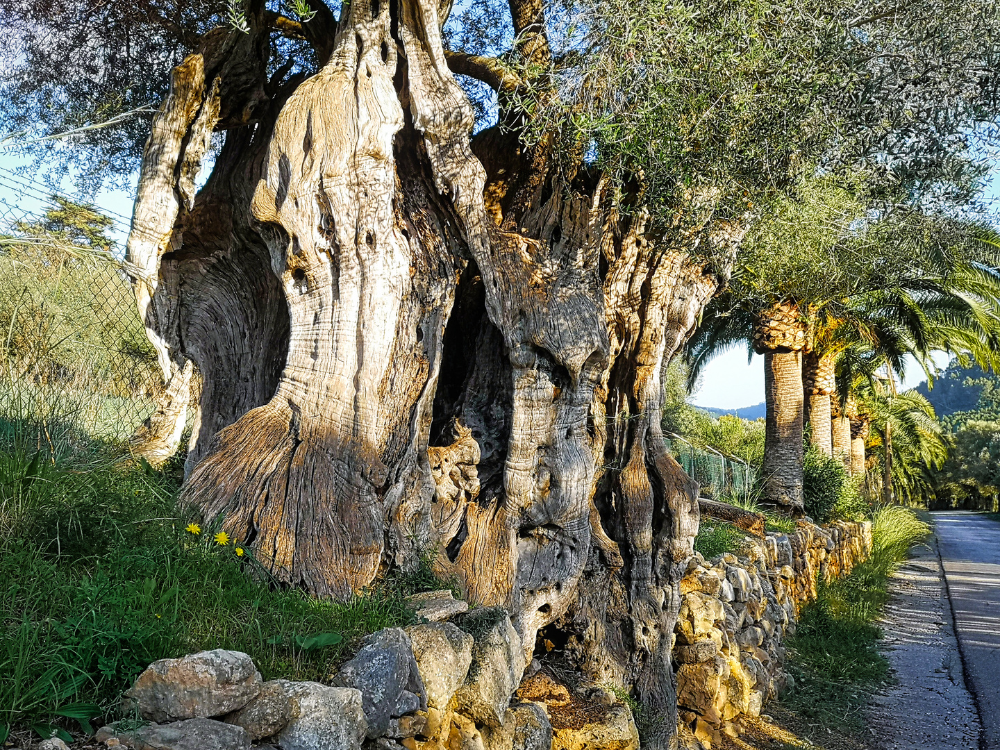 Alter Olivenbaum Foto & Bild | europe, balearic islands, spain Bilder ...