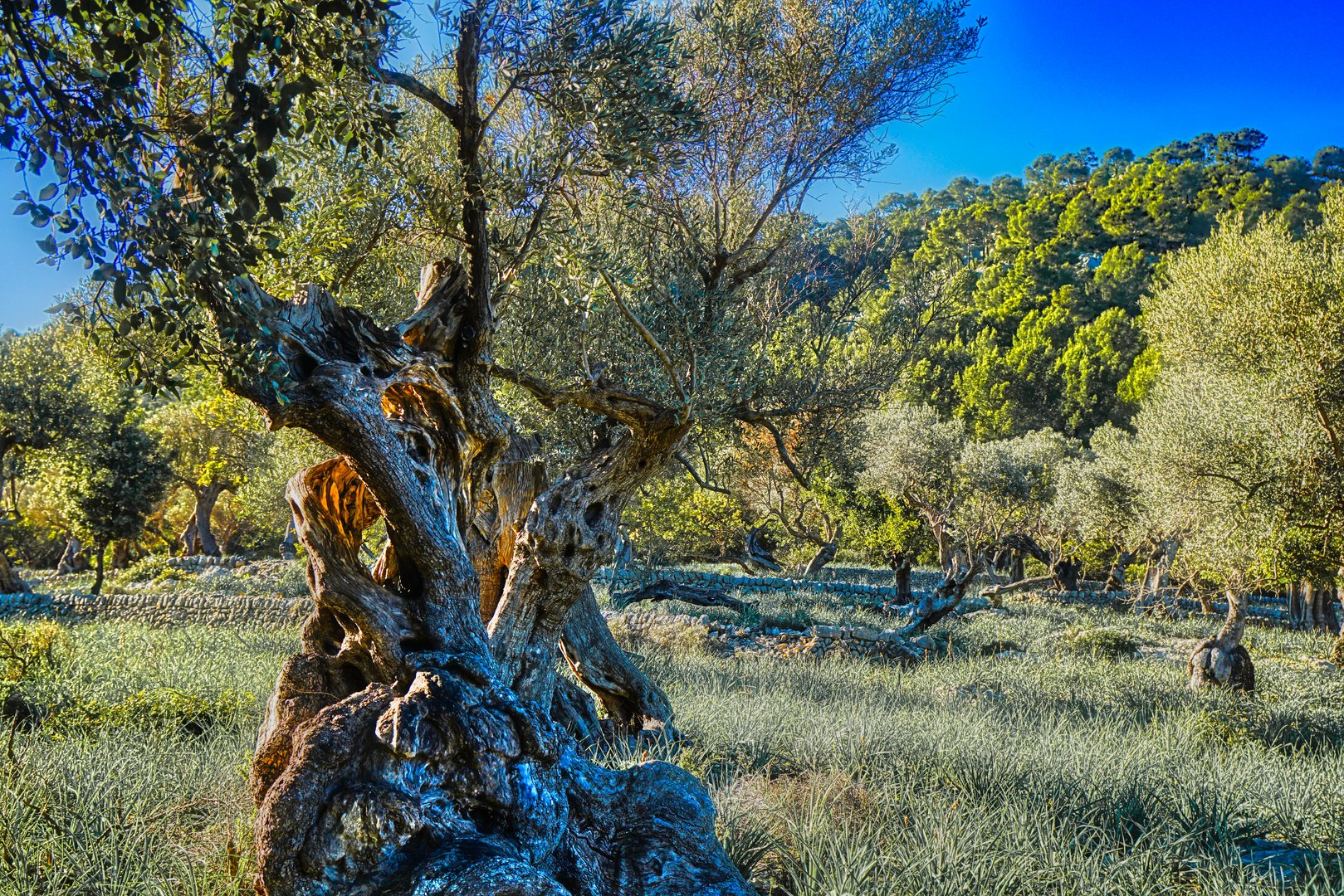 Alter Olivenbaum Foto & Bild | europe, balearic islands, spain Bilder ...