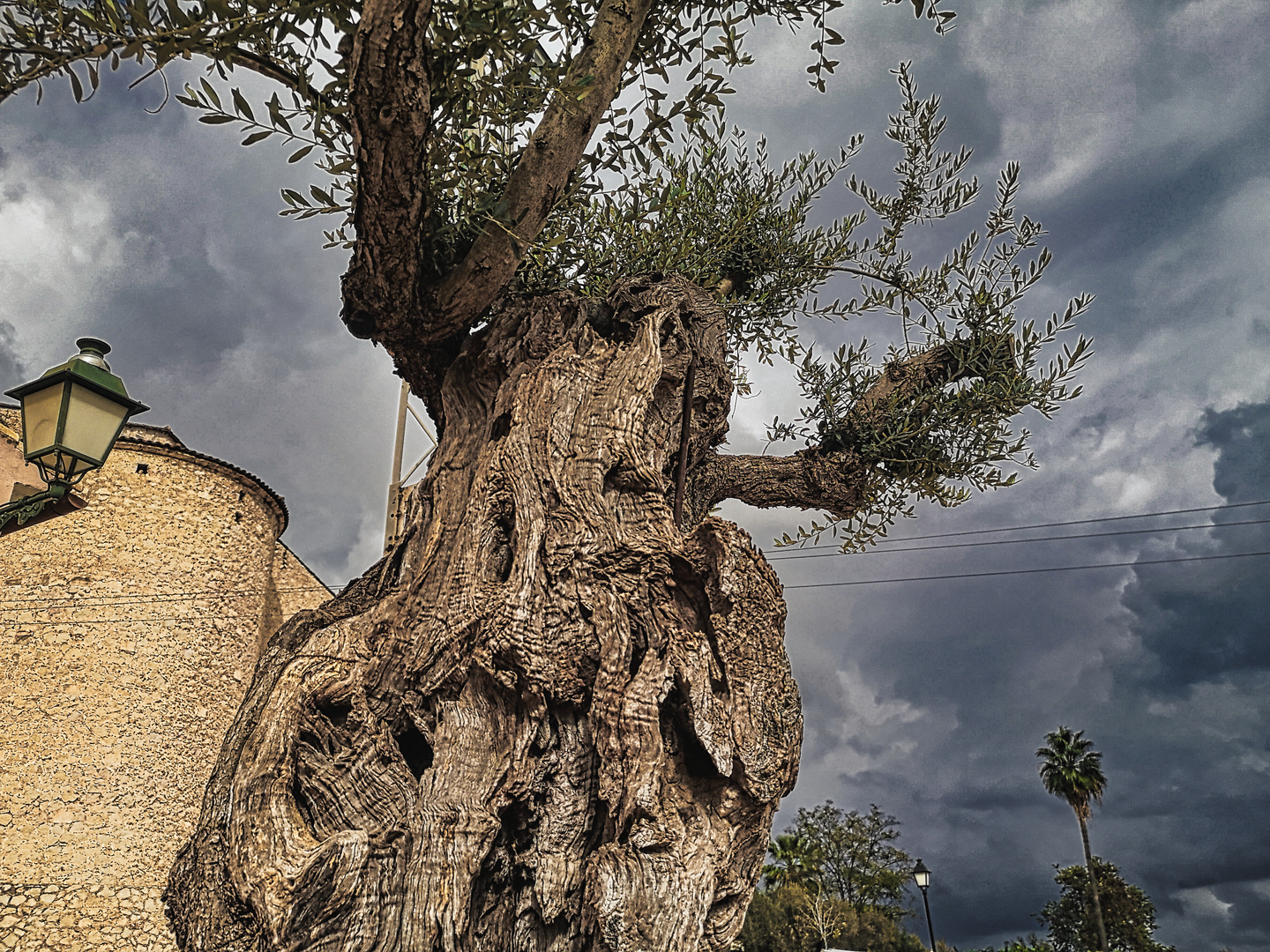 Alter Olivenbaum II Foto & Bild | europe, balearic islands, spain ...