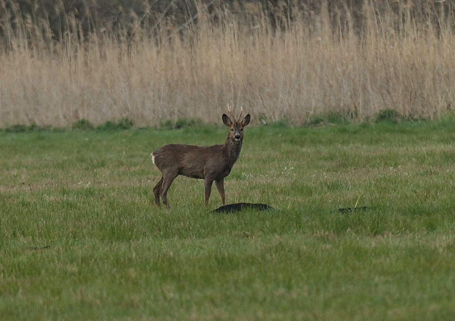 Alter Rehbock Foto & Bild | tiere, wildlife, säugetiere Bilder auf ...