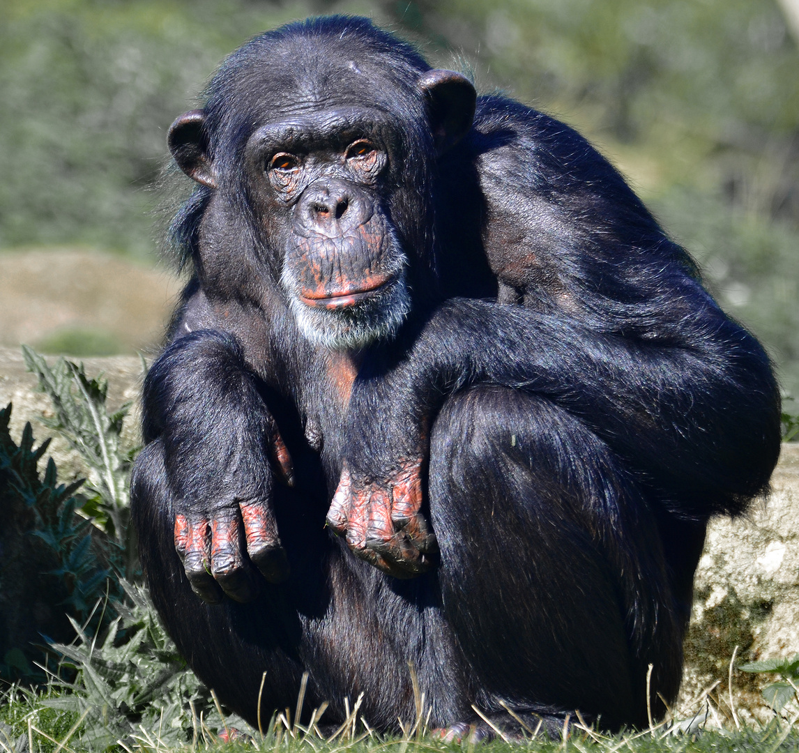 alter Schimpanse mit "Altersprachtkleid" Foto & Bild | tiere, tier und ...