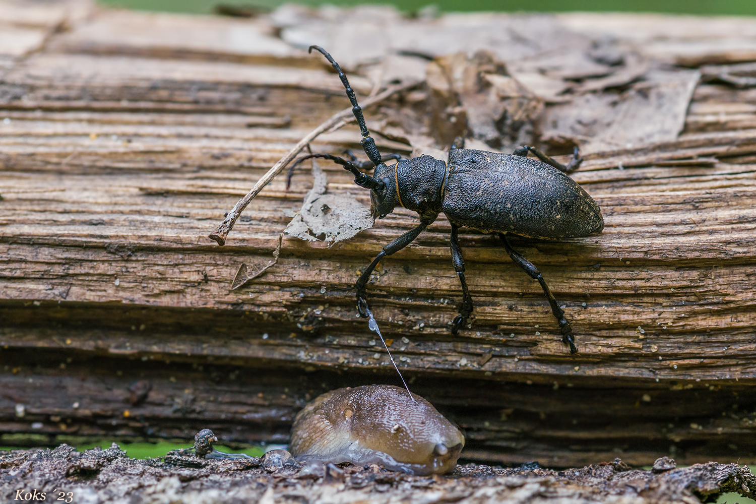 Alter Schleimer Foto & Bild | wald, sommer, makro Bilder auf fotocommunity