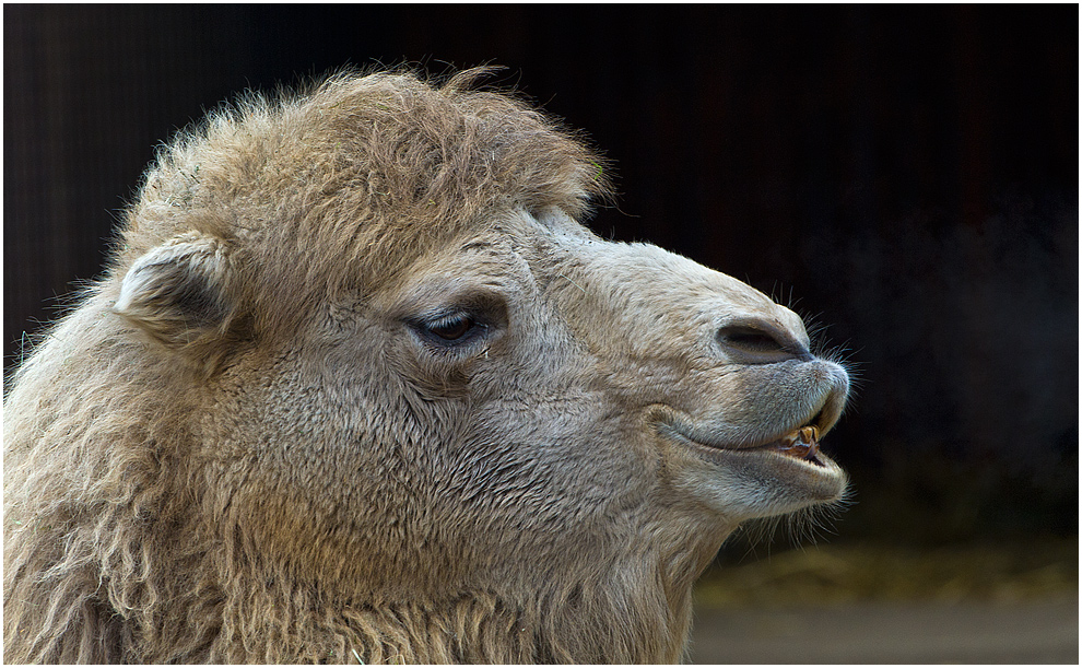 Alter Trampel ! :-) Foto & Bild | tiere, zoo, wildpark & falknerei ...