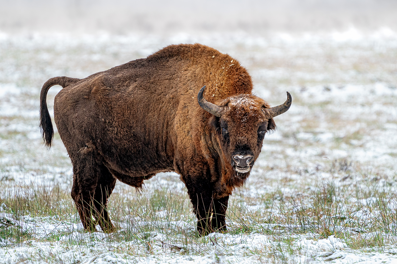 Alter Wisentbulle (wildlife) Foto & Bild | nature, winter, natur Bilder ...