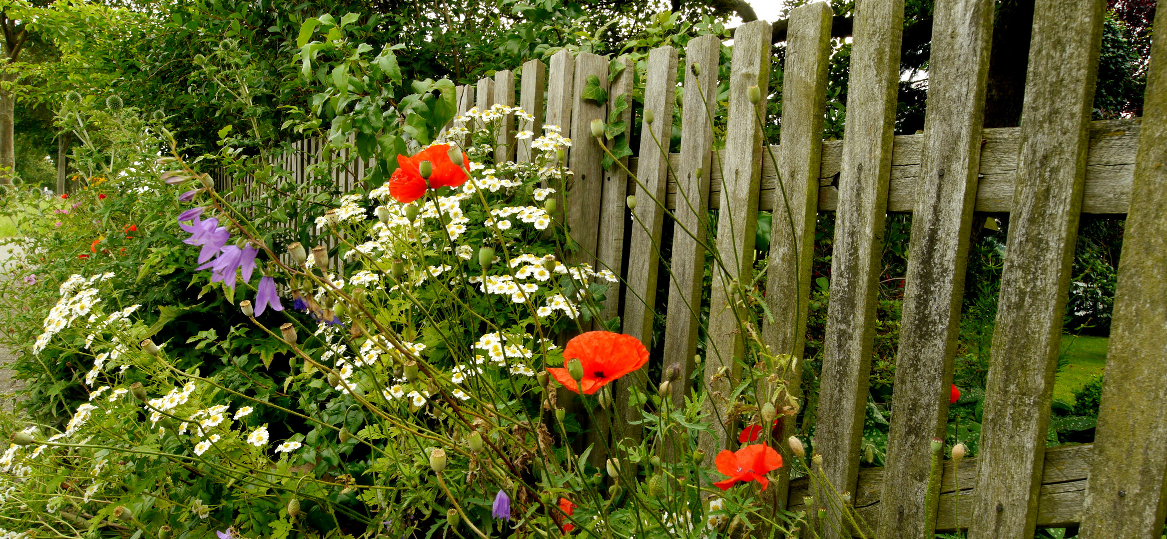 Alter Zaun Foto & Bild | outdoor, natur, landschaft Bilder auf ...