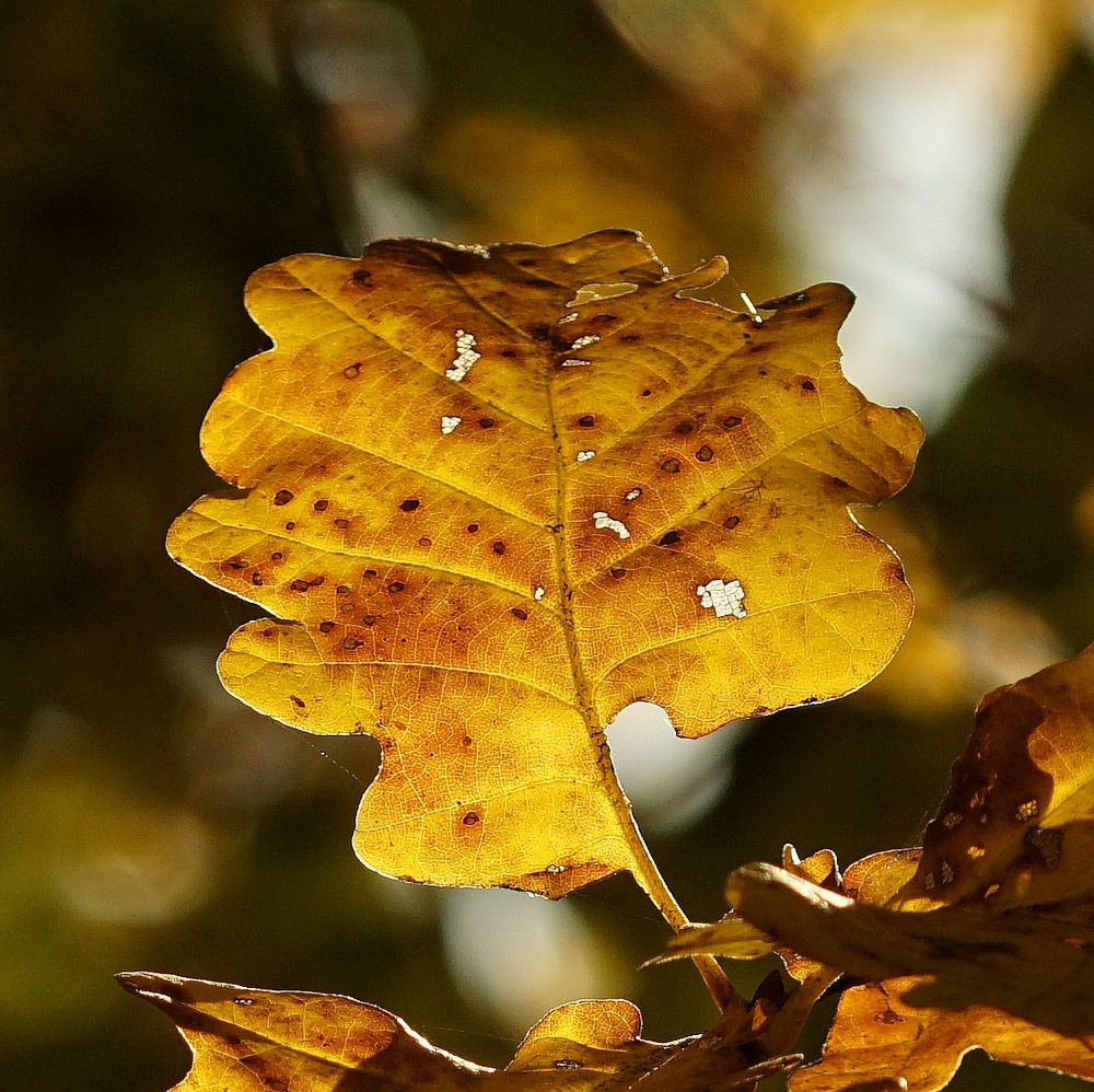 Altes Eichenblatt Foto & Bild | makro, bäume, natur Bilder auf ...