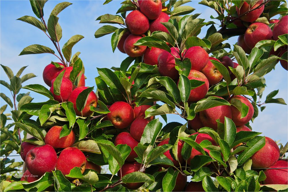 Altes Land - im Obstgarten der Nation... Foto & Bild | deutschland ...