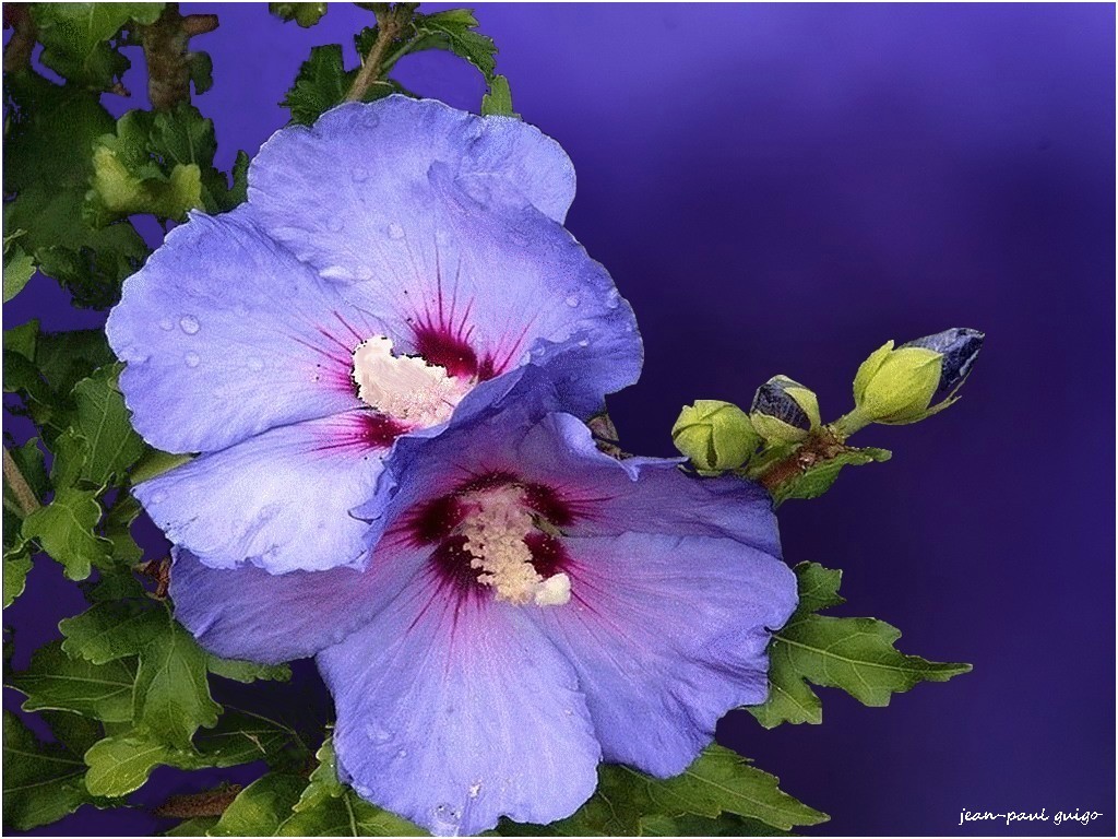 althéa bleu photo et image | jardins, fleurs, world Images fotocommunity