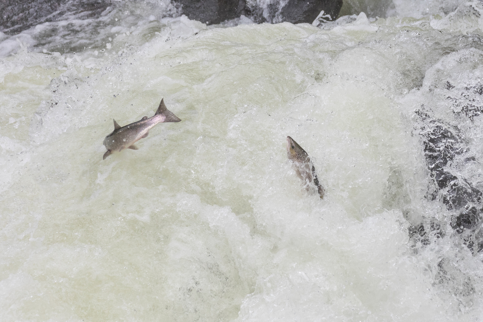 Altlantische Lachse Foto & Bild | tiere, wildlife, fische Bilder auf ...