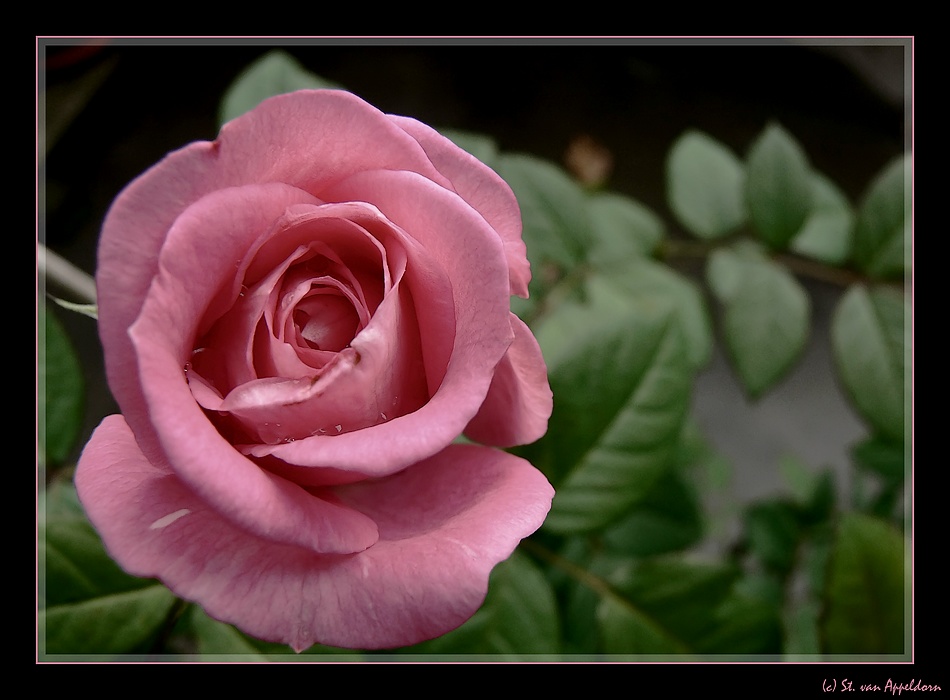 Altrosa... Foto & Bild | pflanzen, pilze & flechten, blüten ...