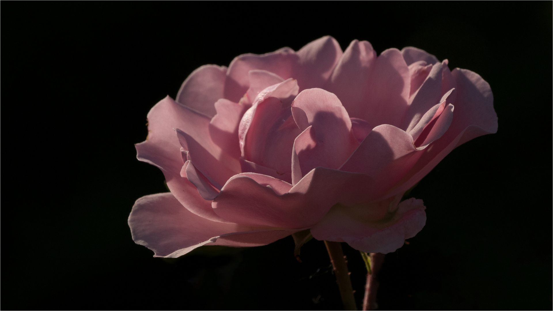 altrosa *** Foto & Bild | pflanzen, pilze & flechten, blüten ...