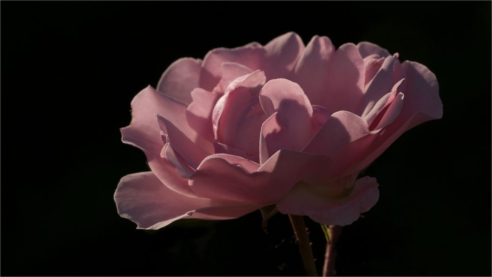 altrosa *** Foto & Bild | pflanzen, pilze & flechten, blüten ...