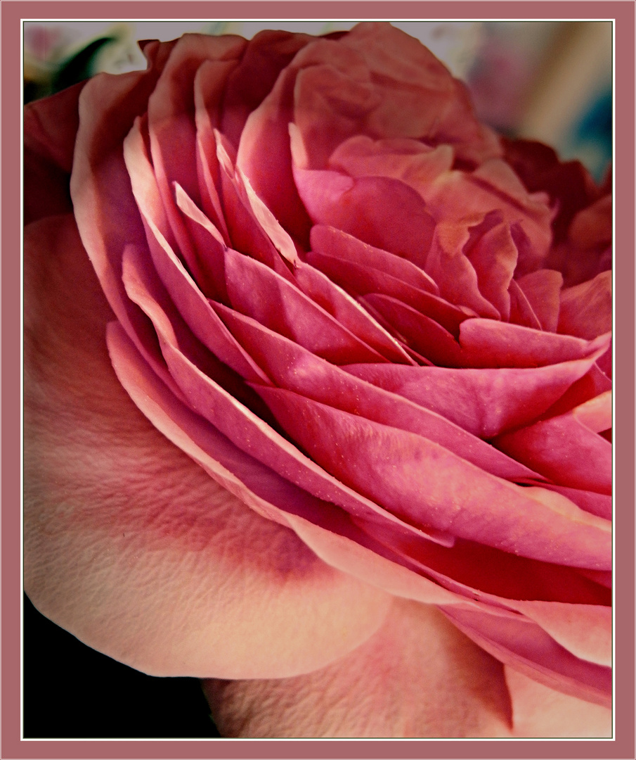 Altrose Foto & Bild | macro , natur, stillleben Bilder auf fotocommunity