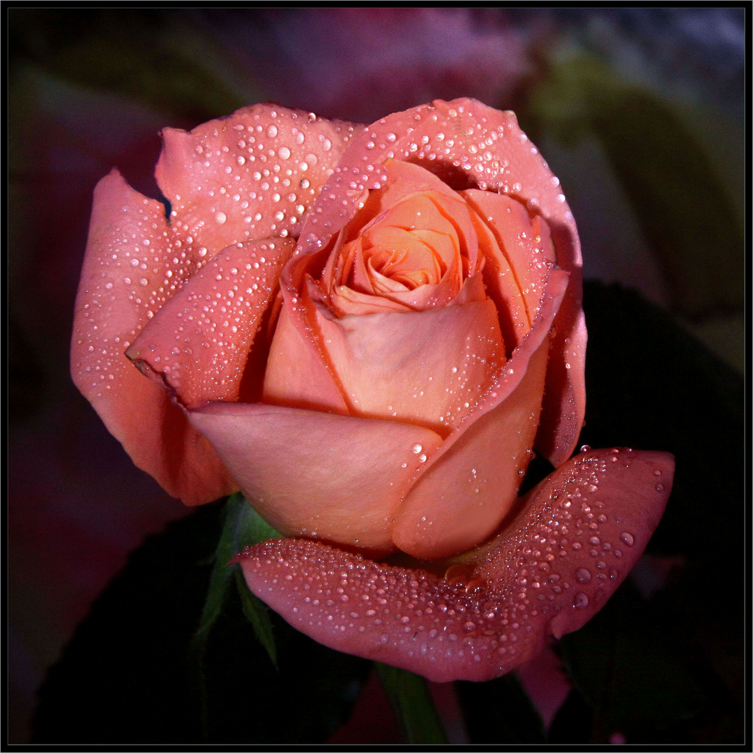 Altrose Dame Foto & Bild | blumen , natur, rosa Bilder auf fotocommunity