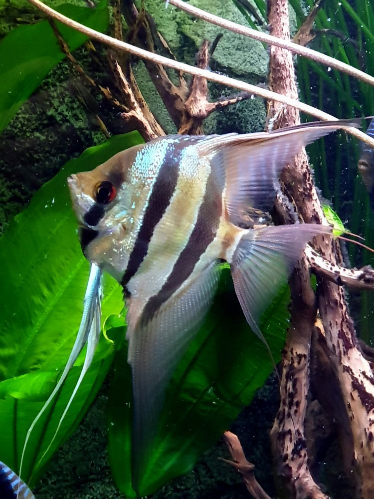 Altum Skalar Foto & Bild | natur, tiere, aquarium Bilder auf fotocommunity