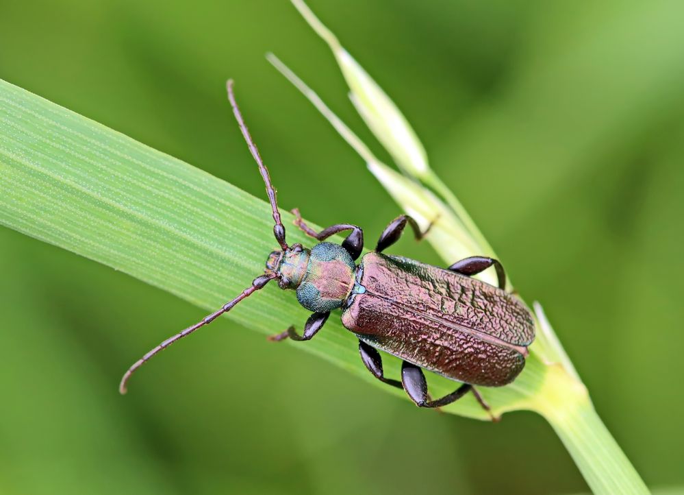 am 23.05.2023 + 2 Bilder Foto & Bild | natur, insekten, tiere Bilder ...