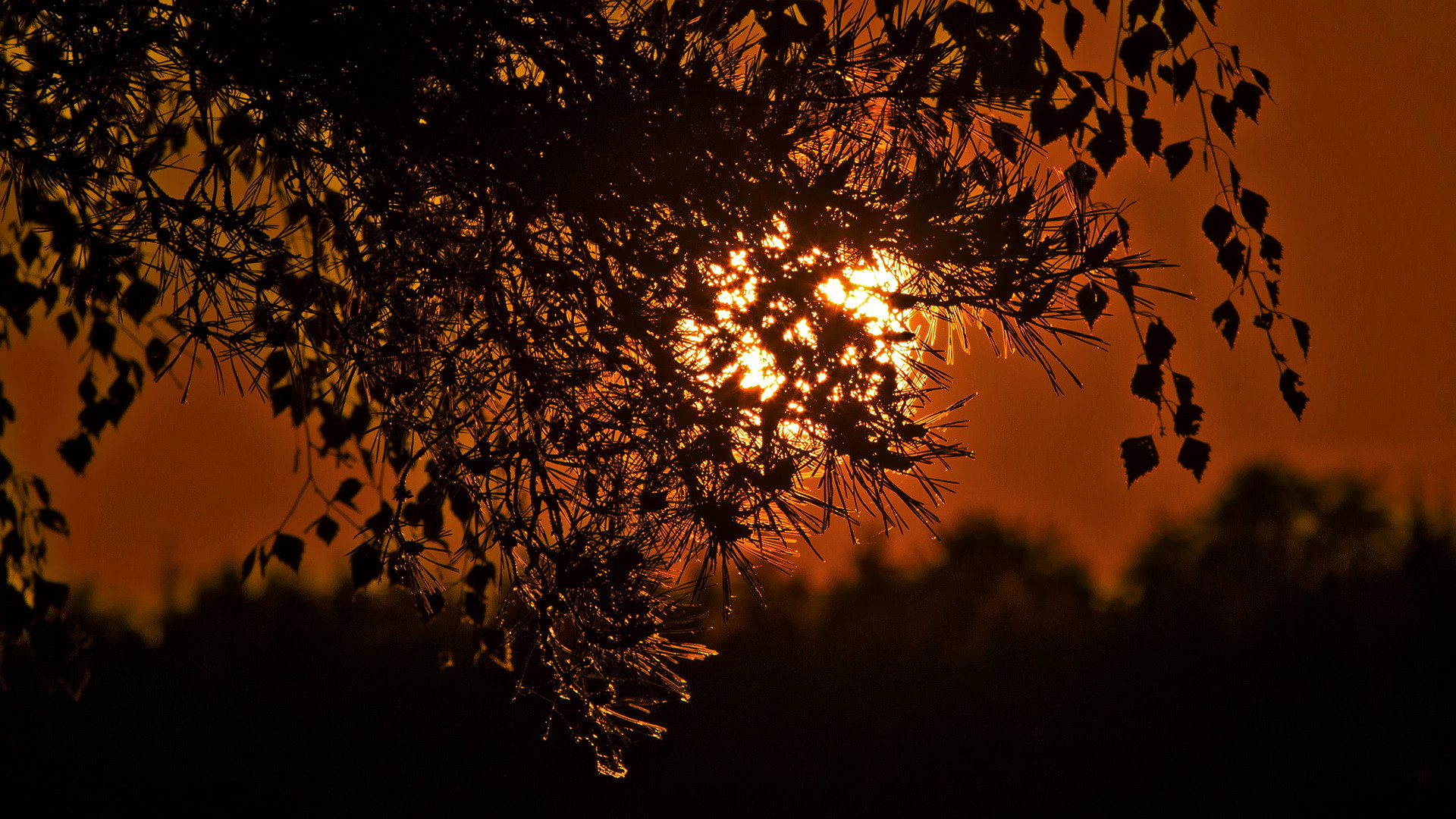 Am Abend 001 Foto & Bild | natur, landschaft, pflanzen Bilder auf ...