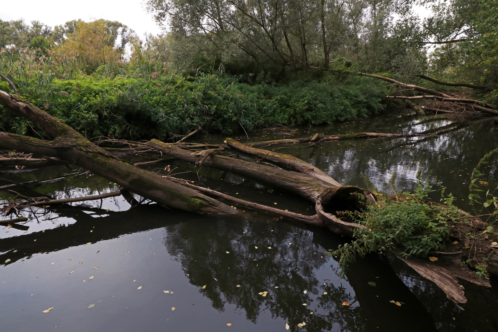 Am alten Flussbett Foto & Bild | landschaften, wasser, bäume Bilder auf ...