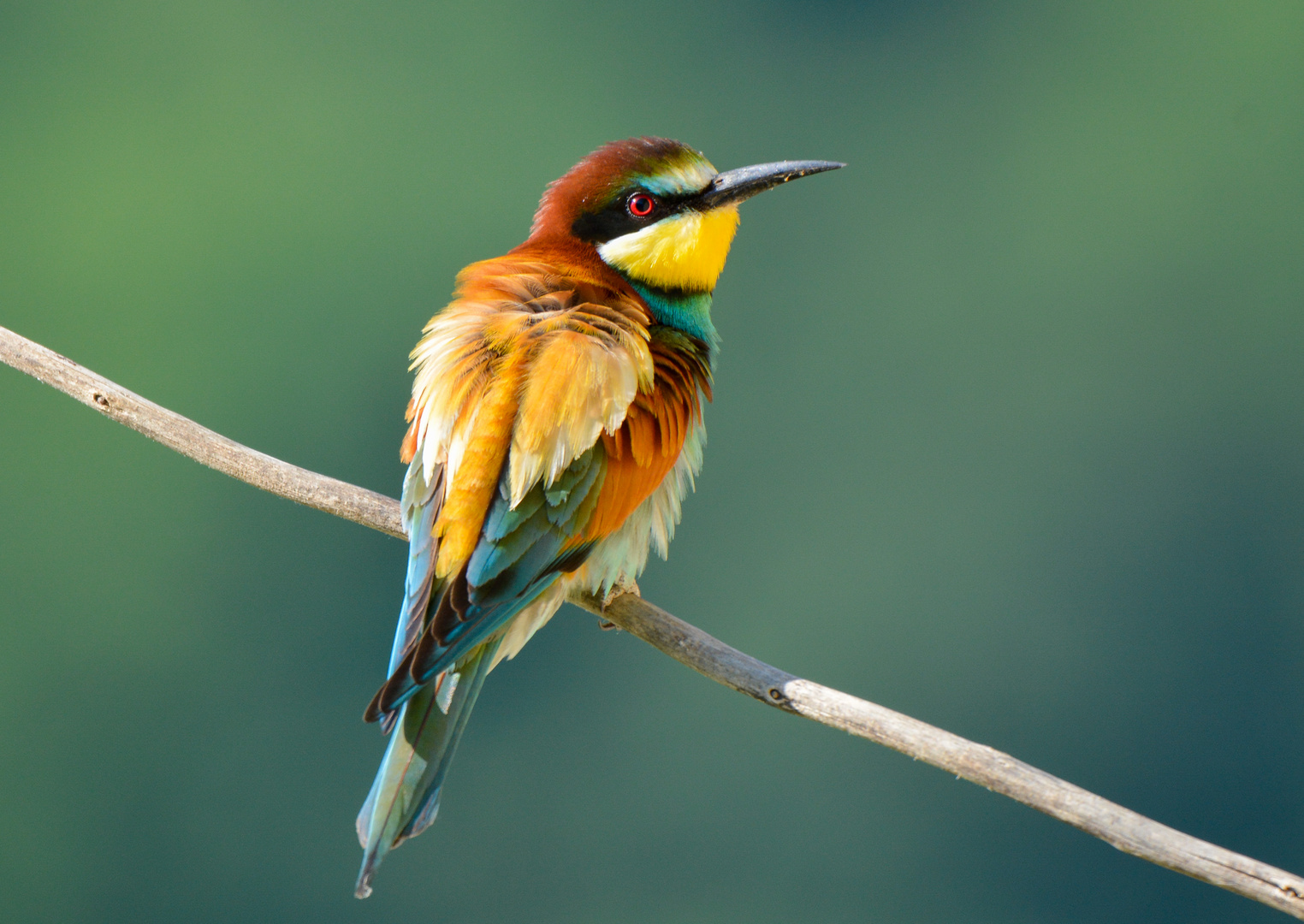 Am Ast Foto Bild Tiere Wildlife Wild Lebende V gel Bilder Auf am-ast-foto-bild-tiere-wildlife-wild-lebende-v-gel-bilder-auf