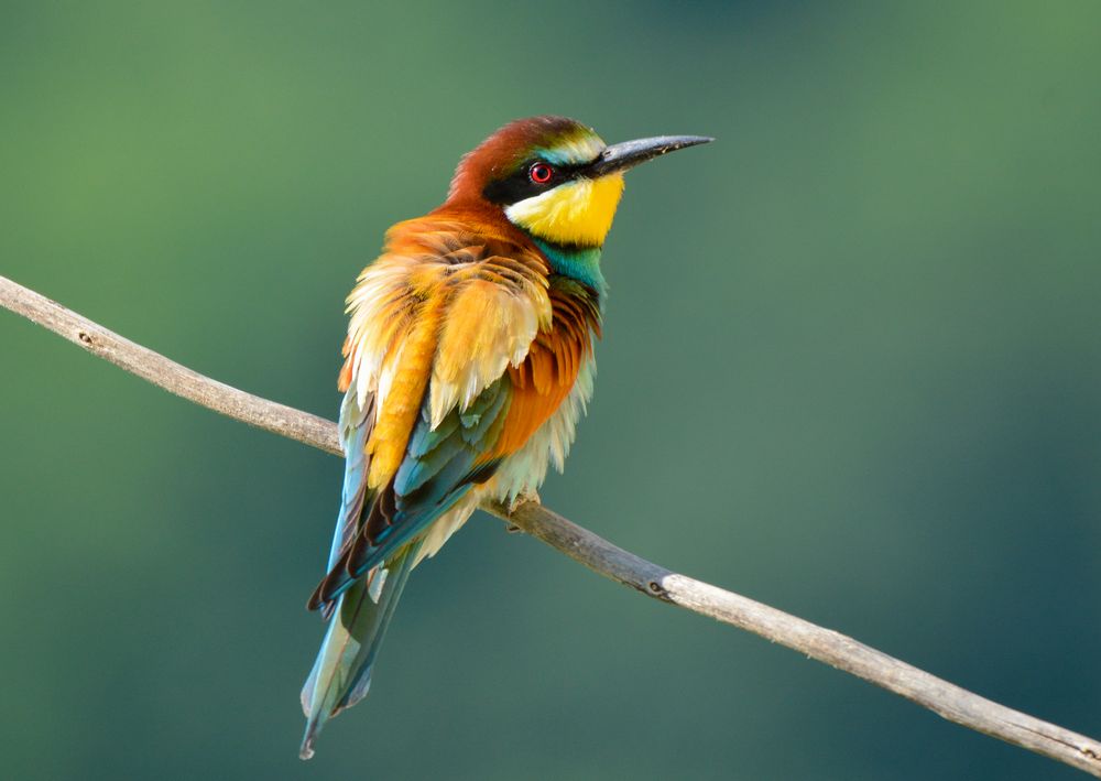 am Ast Foto & Bild | tiere, wildlife, wild lebende vögel Bilder auf ...