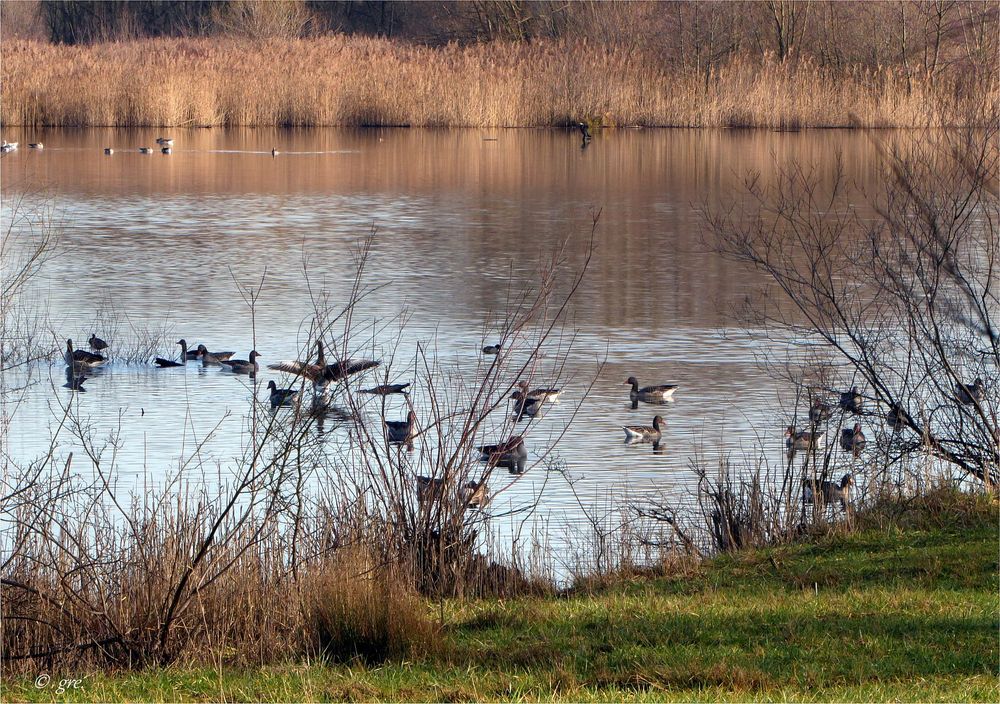 am Baggersee* Foto & Bild | wasser, schilf, natur Bilder auf fotocommunity