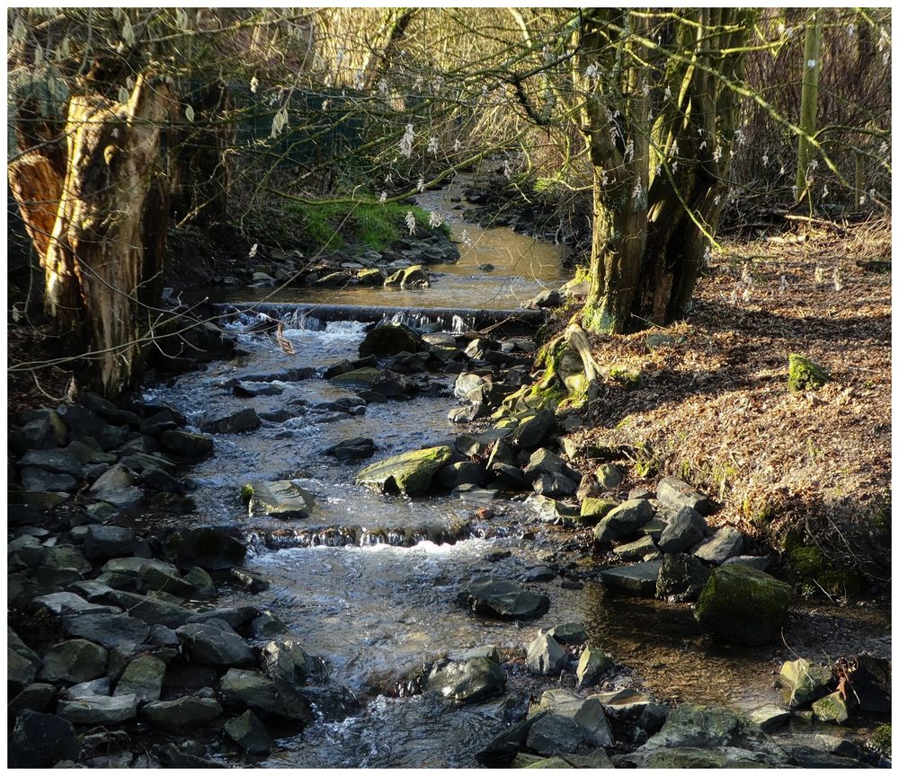 Am Beuler Bach Foto & Bild | natur, pflanzen, bach Bilder auf fotocommunity