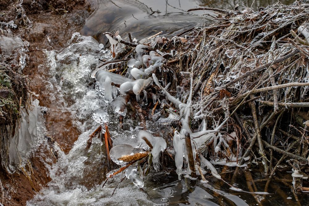 Am Biberdamm Foto & Bild | landschaft, sonstiges, jahreszeiten Bilder ...