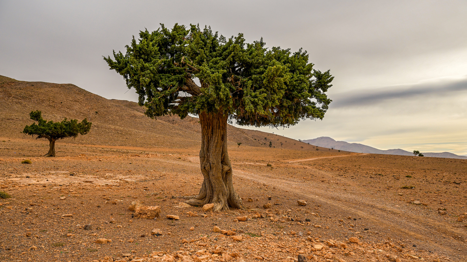 Am Col du Zad 01 Foto & Bild | world, outdoor, bäume Bilder auf ...