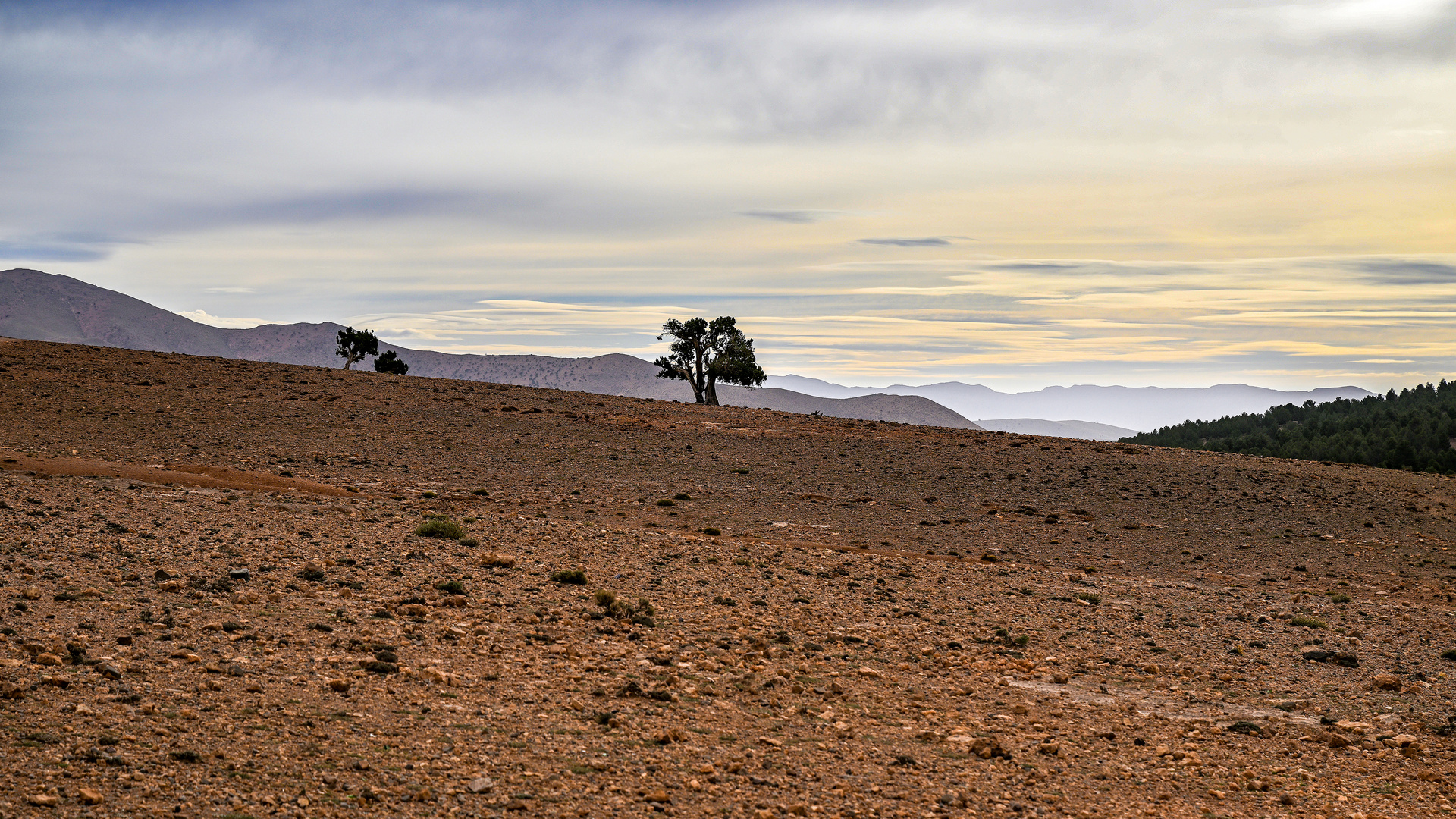 Am Col du Zad 03 Foto & Bild | world, bäume, natur Bilder auf fotocommunity