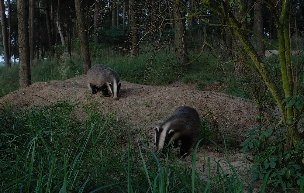 Am Dachsbau Foto & Bild | tiere, wildlife, säugetiere Bilder auf ...