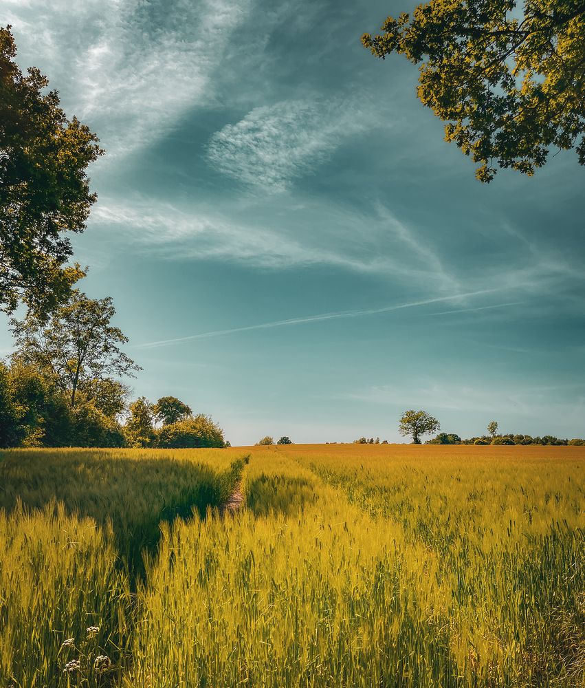 Am Feld im Sommer Foto & Bild | stillleben, landschaft, Äcker, felder ...