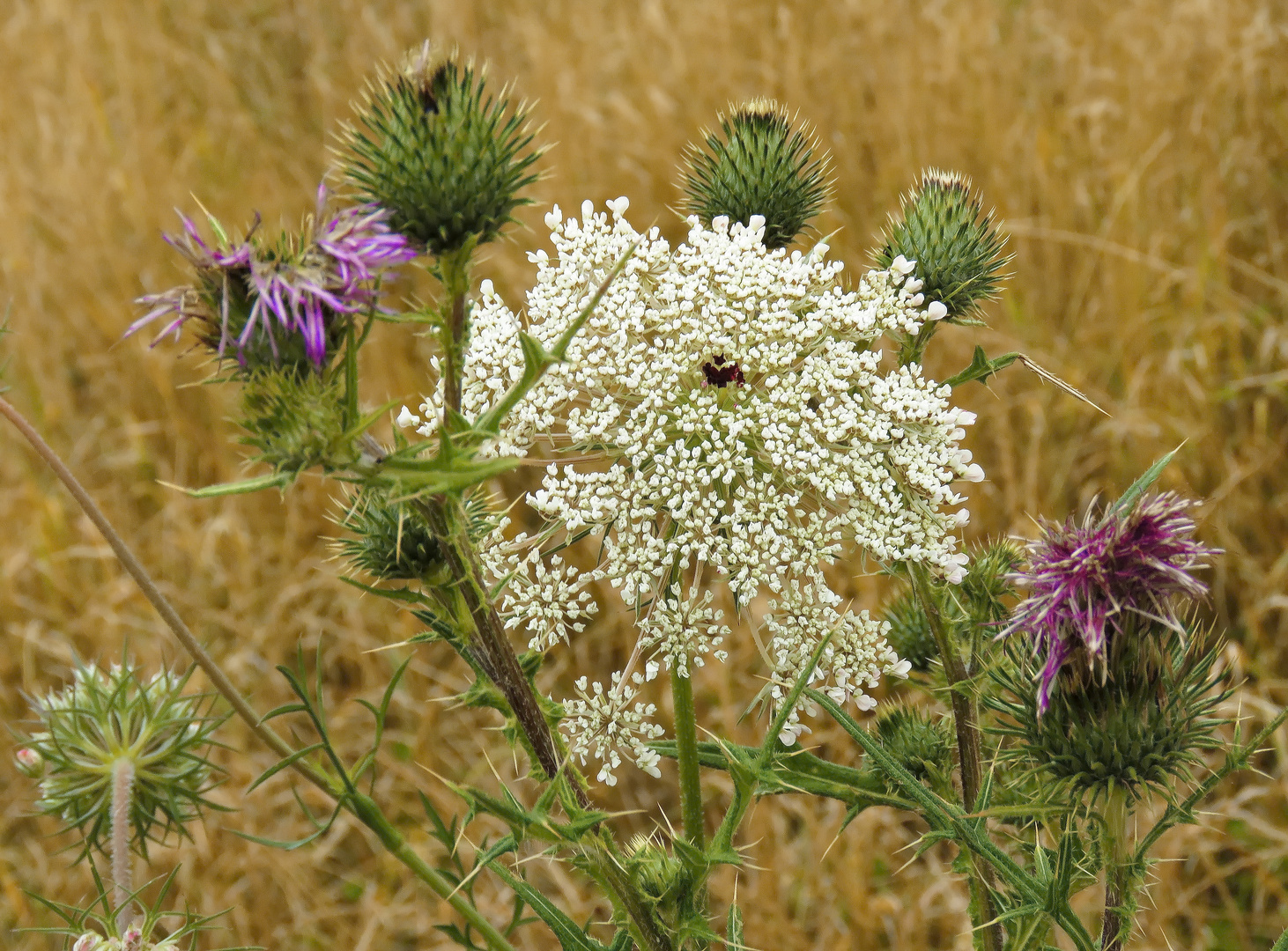 am Feldweg : durstige Distel + wilde Möhren...doch Feld-Wiesengräser ...