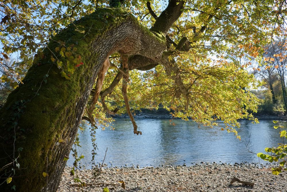 Am Flussufer Foto & Bild | landschaft, jahreszeiten, herbst Bilder auf ...