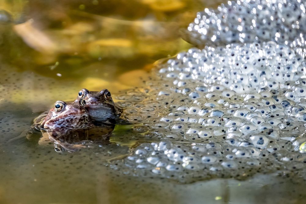 Am Froschteich Foto & Bild | tiere, wildlife, amphibien & reptilien ...