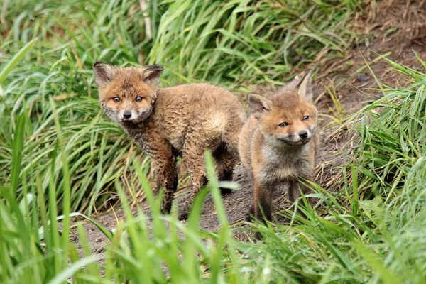 Raubtiere Bilder & Fotos