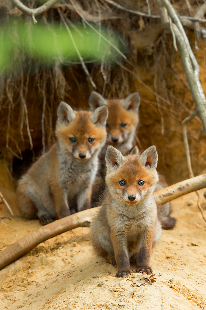 ~ Am Fuchsbau ~ Foto & Bild | tiere, wildlife, säugetiere Bilder auf ...