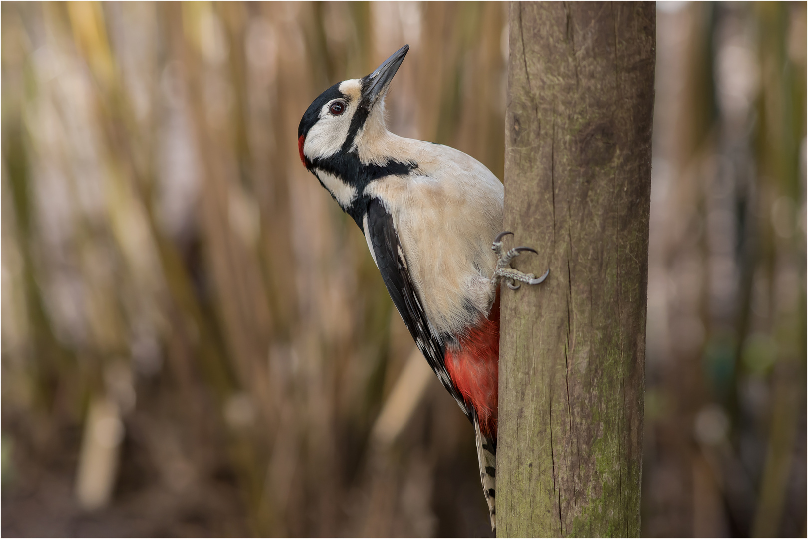Am Fuße des Rundholzes ..... Foto & Bild | tiere, wildlife, wild ... Am Fuße des Rundholzes ..... Foto & Bild | tiere, wildlife, wild ...